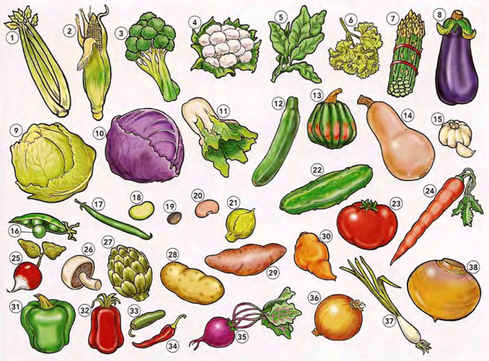 Learn Vocabulary Through Pictures - Vegetables - English Practice Online