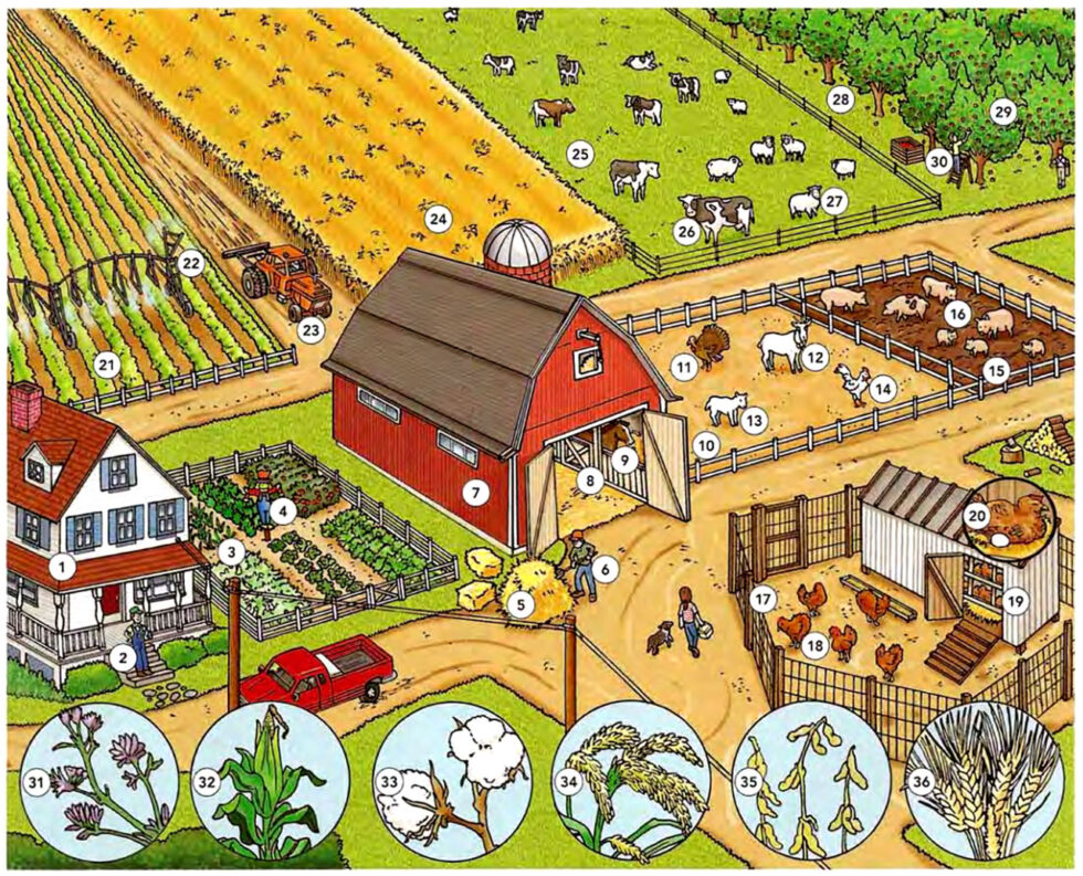 Learn Vocabulary Through Pictures - The Farm and Farm Animals - English ...