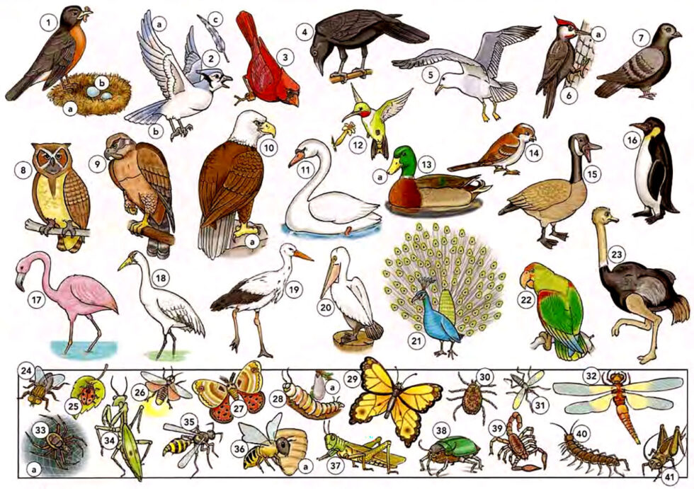 Learn Vocabulary Through Pictures - Birds and Insects - English ...
