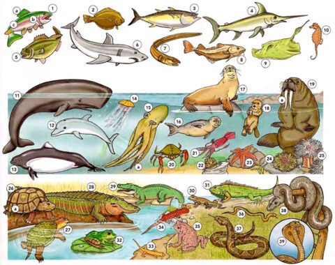 Learn Vocabulary Through Pictures - Fish, Sea Animals and Reptiles ...