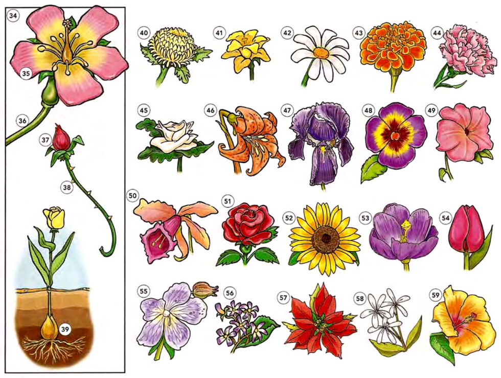 Learn Vocabulary Through Pictures - Trees, Plants and Flowers - English ...