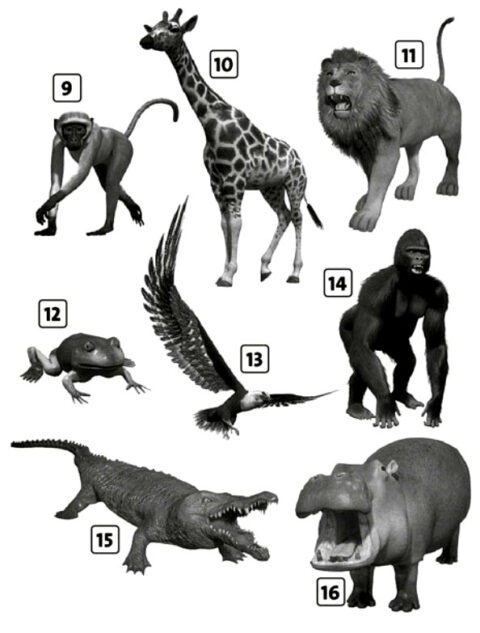 English Vocabulary Exercises for A1 - Wild animals - English Practice ...